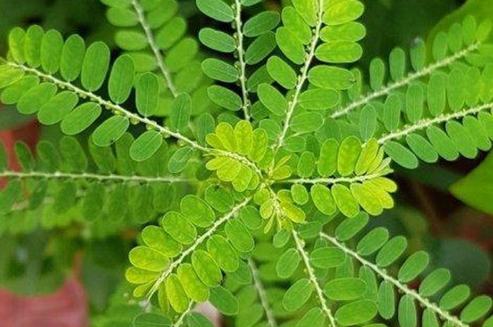 12 Manfaat Daun Meniran untuk Kesehatan, Bisa Atasi Diabetes hingga ...