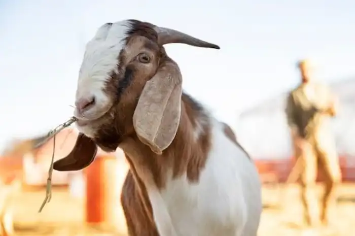 15 Contoh Hewan Vivipar lengkap dengan Pengertian dan Ciri-cirinya ...