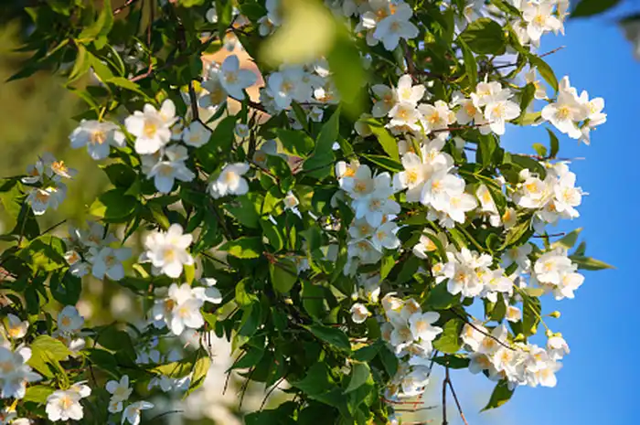 Bukan Mistis, Minum Air Rendaman Bunga Melati Justru Bikin Tubuh Sehat ...
