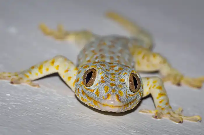 Ini Arti Suara Tokek Bergantung Jumlah Bunyinya Menurut Kepercayaan ...