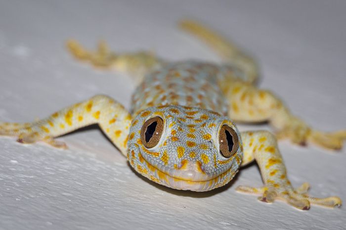 Ini Arti Suara Tokek Bergantung Jumlah Bunyinya Menurut Kepercayaan ...