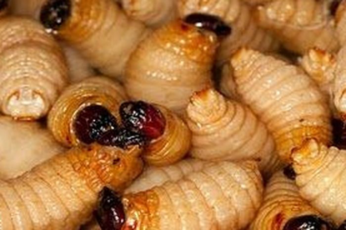 7 Manfaat Ulat Sagu, Kuliner dari Papua yang Berkhasiat bagi Tubuh ...