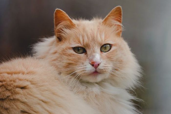 Mengenal Kucing Anggora, Si 'Harta Karun' dari Turki - Sonora.id