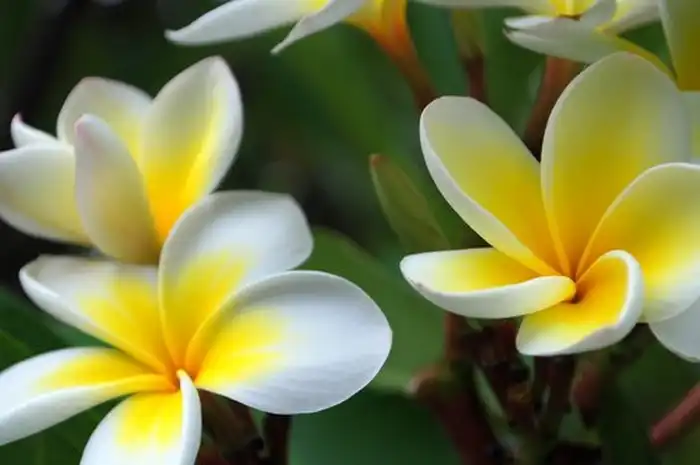 Disebut Tanaman Kuburan, Ini 5 Manfaat Menanam Pohon Kamboja di Depan ...