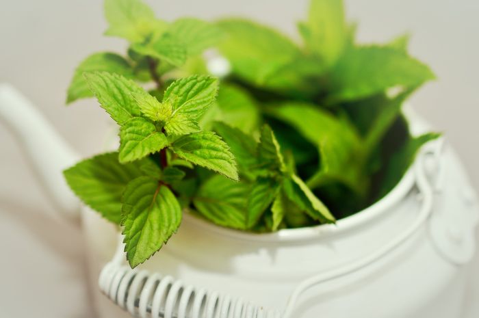 5 Rekomendasi Kado Natal untuk Kakek dan Nenek dan Ini Mudah Ditemukan ...