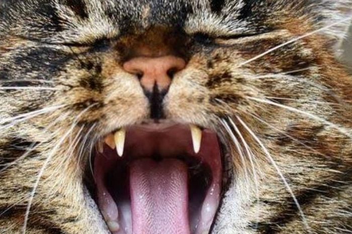 Cemas Gigi Kucing Kesayangan Copot ? Jangan Khawatir, ini Penyebabnya ...