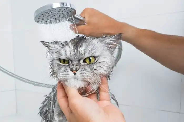10 Cara Memandikan Kucing dengan Benar, Perhatikan! - Sonora.id