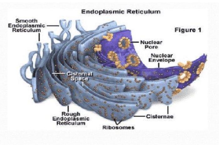Struktur Dan Fungsi Retikulum Endoplasma Kasar Halus - vrogue.co Struktur Dan Fungsi Retikulum Endoplasma Kasar Halus - vrogue.co
