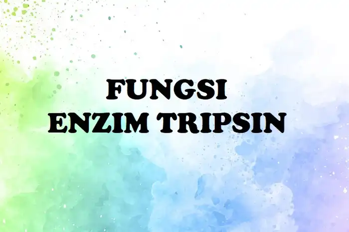 Fungsi Enzim Tripsin pada Pencernaan - Sonora.id