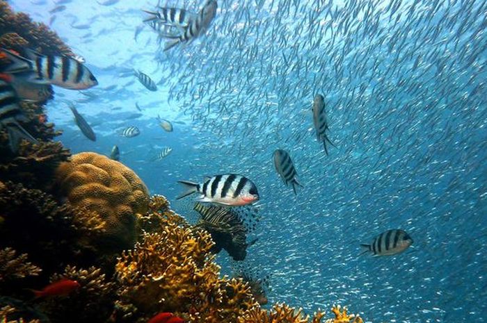 Mengapa Warna Air Laut Berbeda-beda? Berikut Penjelasan Ilmiahnya ...